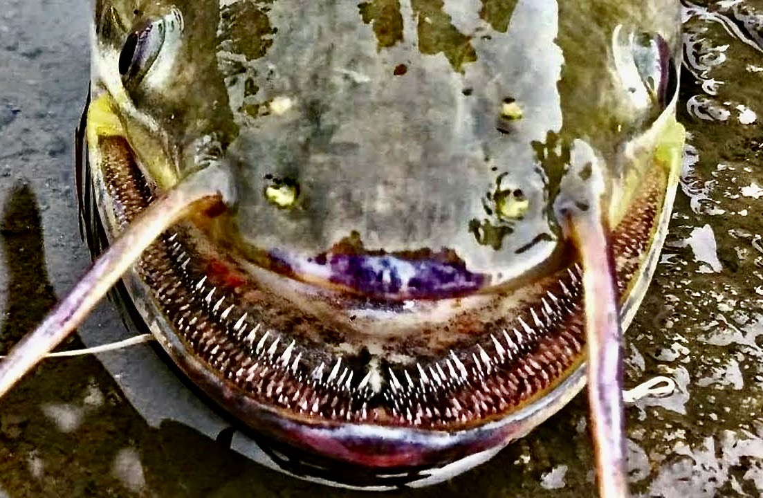 Going With the Flow | Monster Hunters of Lake County